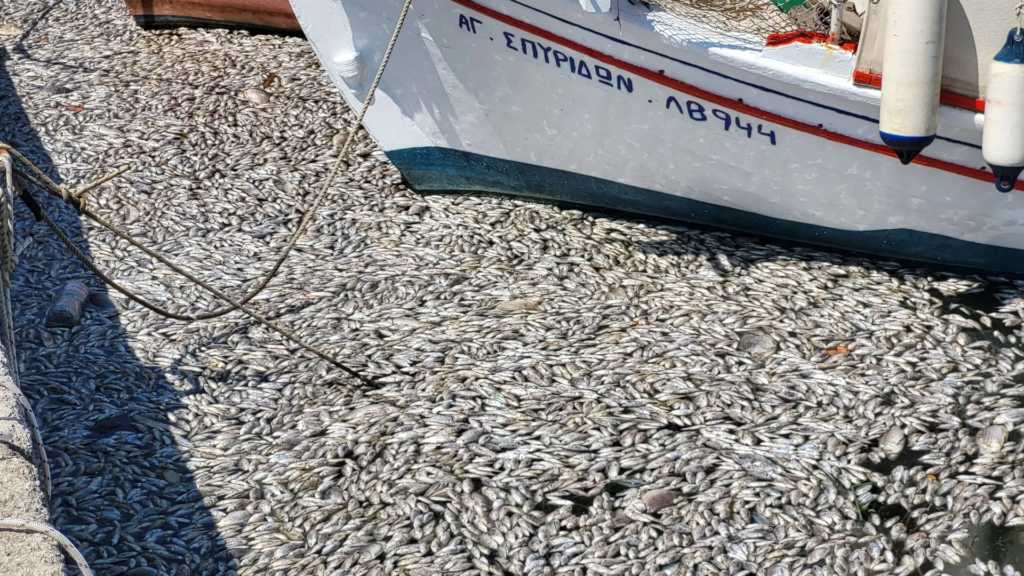 Mass fish deaths to be investigated by Supreme Court – The Greek Herald