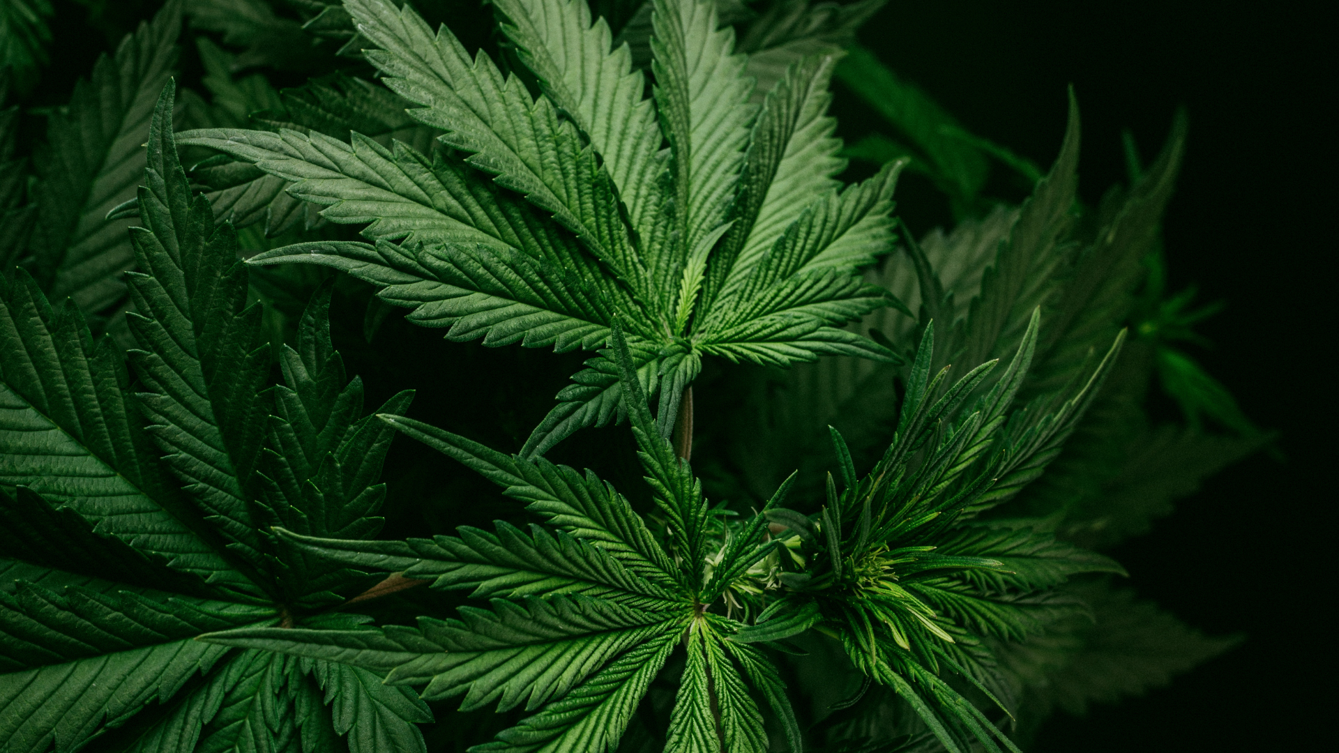 Cannabis use by Greek teens reaches 25-year high – The Greek Herald